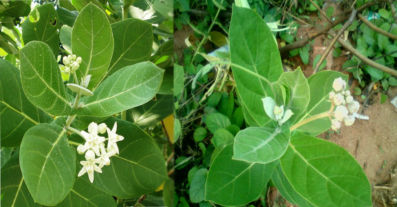 ಗ್ರಹ ದೋಷವನ್ನು ನಿವಾರಿಸುವ ಜೊತೆಗೆ ಆರೋಗ್ಯಕ್ಕೂ ಸಹಕಾರಿ ಎಕ್ಕೆ - Kannada News Media