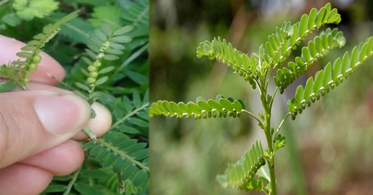 ಜಾಂಡೀಸ್ ರೋಗಕ್ಕೆ ರಾಮಬಾಣ ಈ ಗಿಡ - Kannada News Media