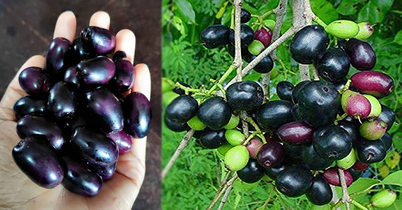 ಕಾನ್ಸರ್ ಮಧುಮೇಹ ನಿಯಂತ್ರಿಸುವ ನೇರಳೆಹಣ್ಣು – News Media