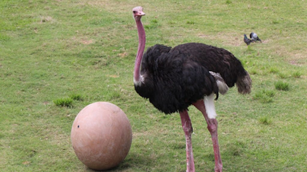 ಭೂಮಿಯ ಮೇಲೆ ವಾಸಿಸುತ್ತಿರುವ ಪಕ್ಷಿಗಳಲ್ಲಿ ಅತ್ಯಂತ ದೊಡ್ಡ ಪಕ್ಷಿ ಇದು, ಇದರ ...