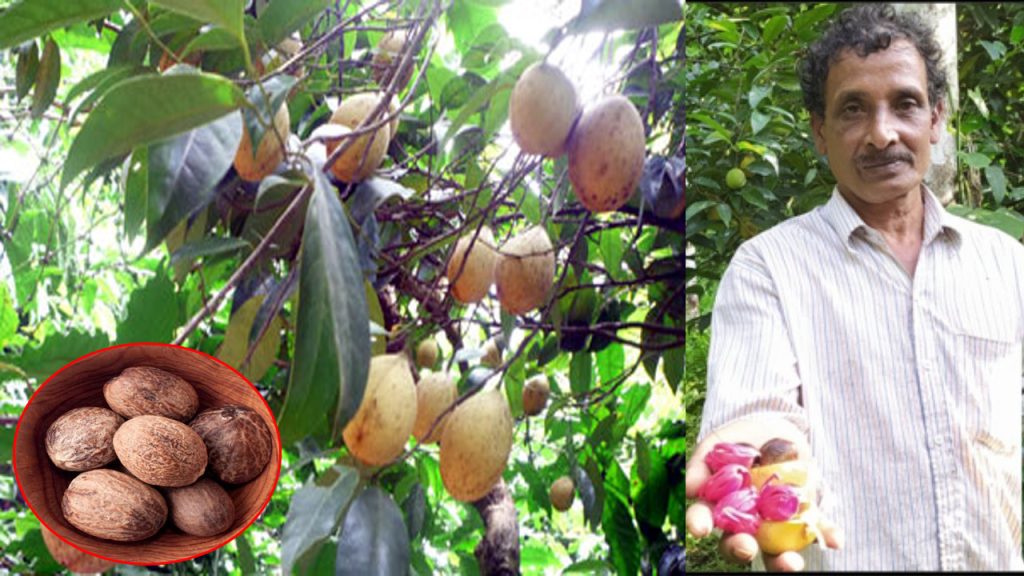 ಅಡಿಕೆ ಬೆಳೆಗಿಂತ ಹೆಚ್ಚು ಲಾಭವುಂಟು ಈ ಜಾಯಿಕಾಯಿ ಬೇಳೆಯಲ್ಲಿ ಇದರ ಸಂಪೂರ್ಣ ಮಾಹಿತಿ ...